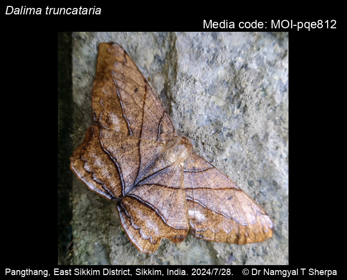 Dalima truncataria (Moore, [1868]) - | Moths
